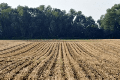 La Venezuela agropecuaria, que al mundo deseo mostrar | Entorno ...
